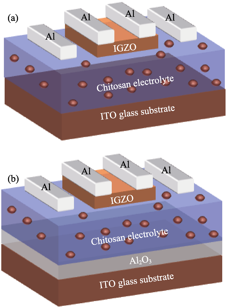 基于Al 2 O 3 /Chitosan叠层栅介质的双栅IGZO神经形态晶体管